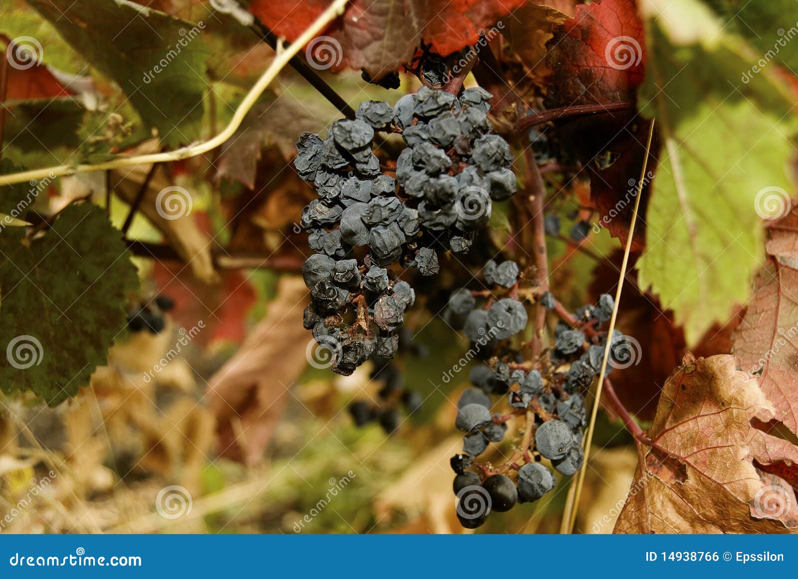 Autumn grape stock photo. Image of foliage, napa, landscaped - 14938766