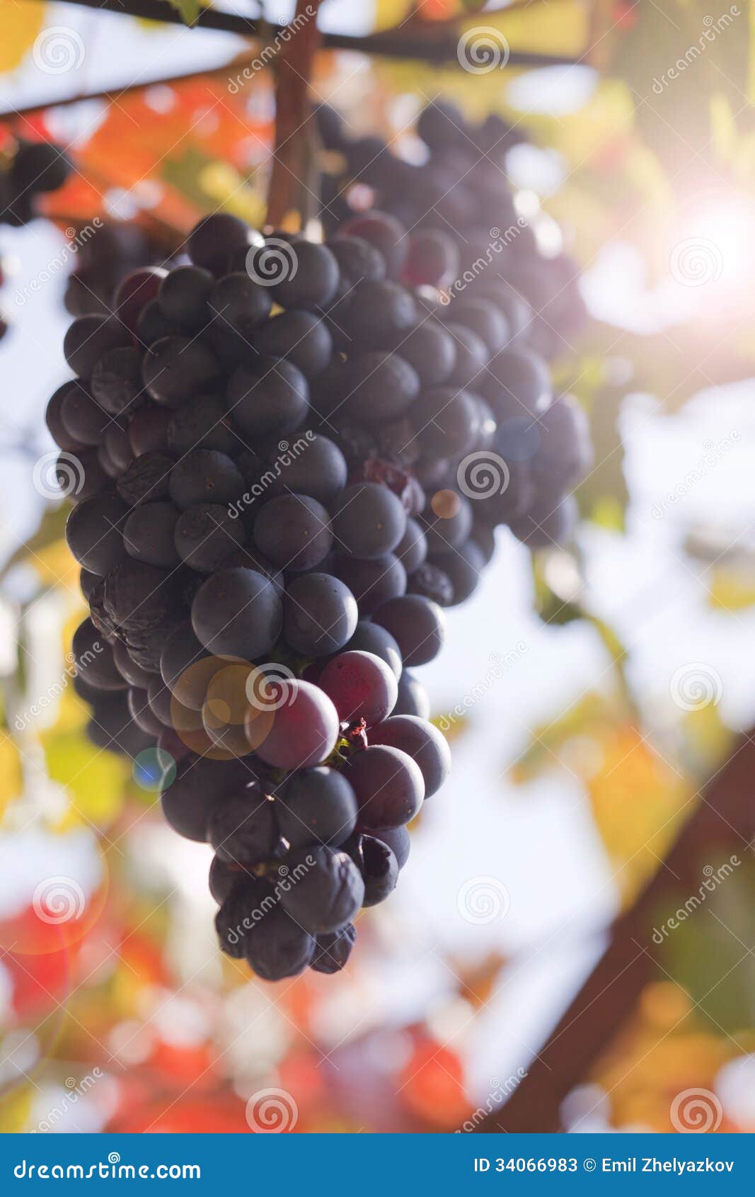 Autumn grape stock image. Image of plant, foliage, growing - 34066983