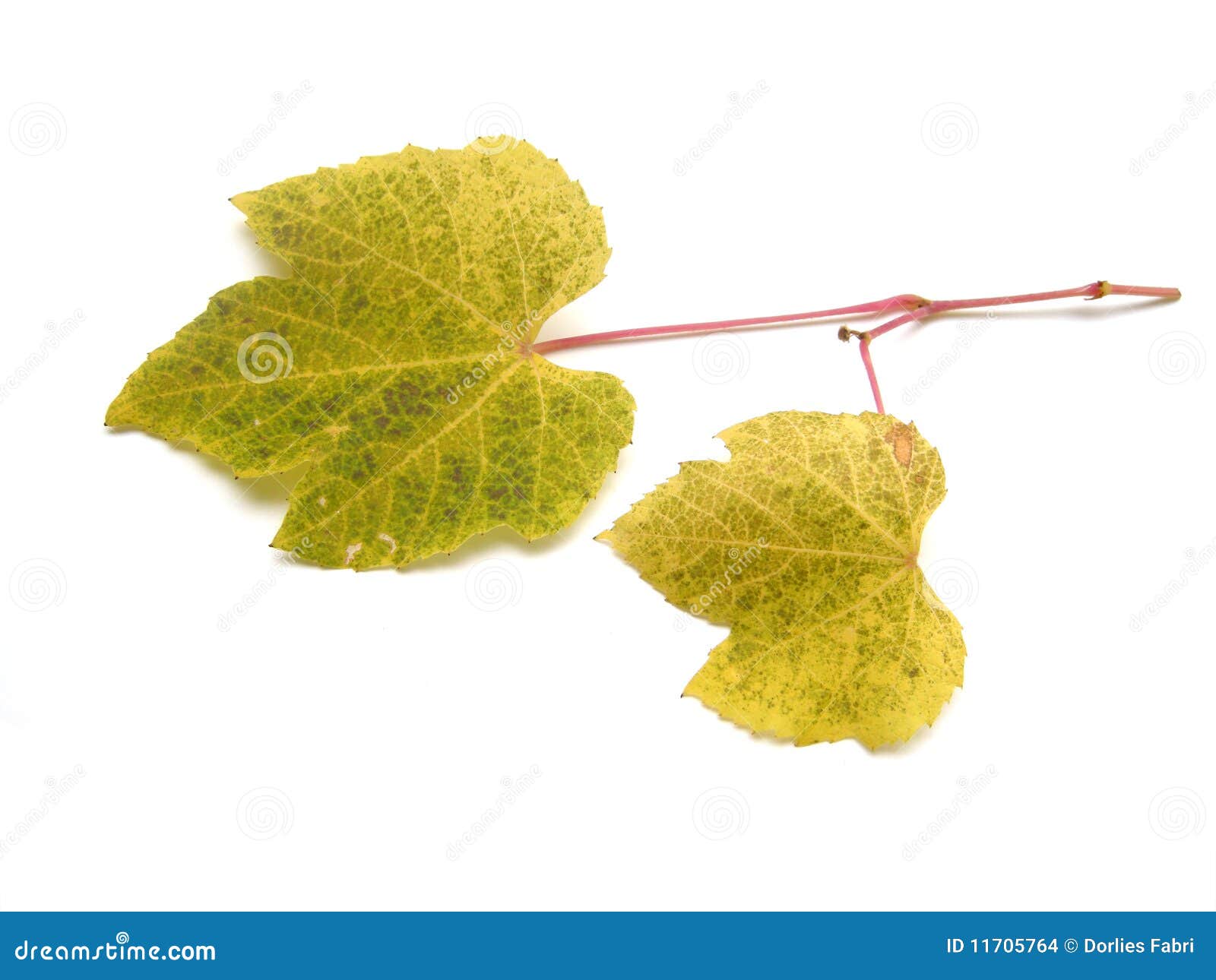 Autumn grape leaves stock photo. Image of close, green - 11705764