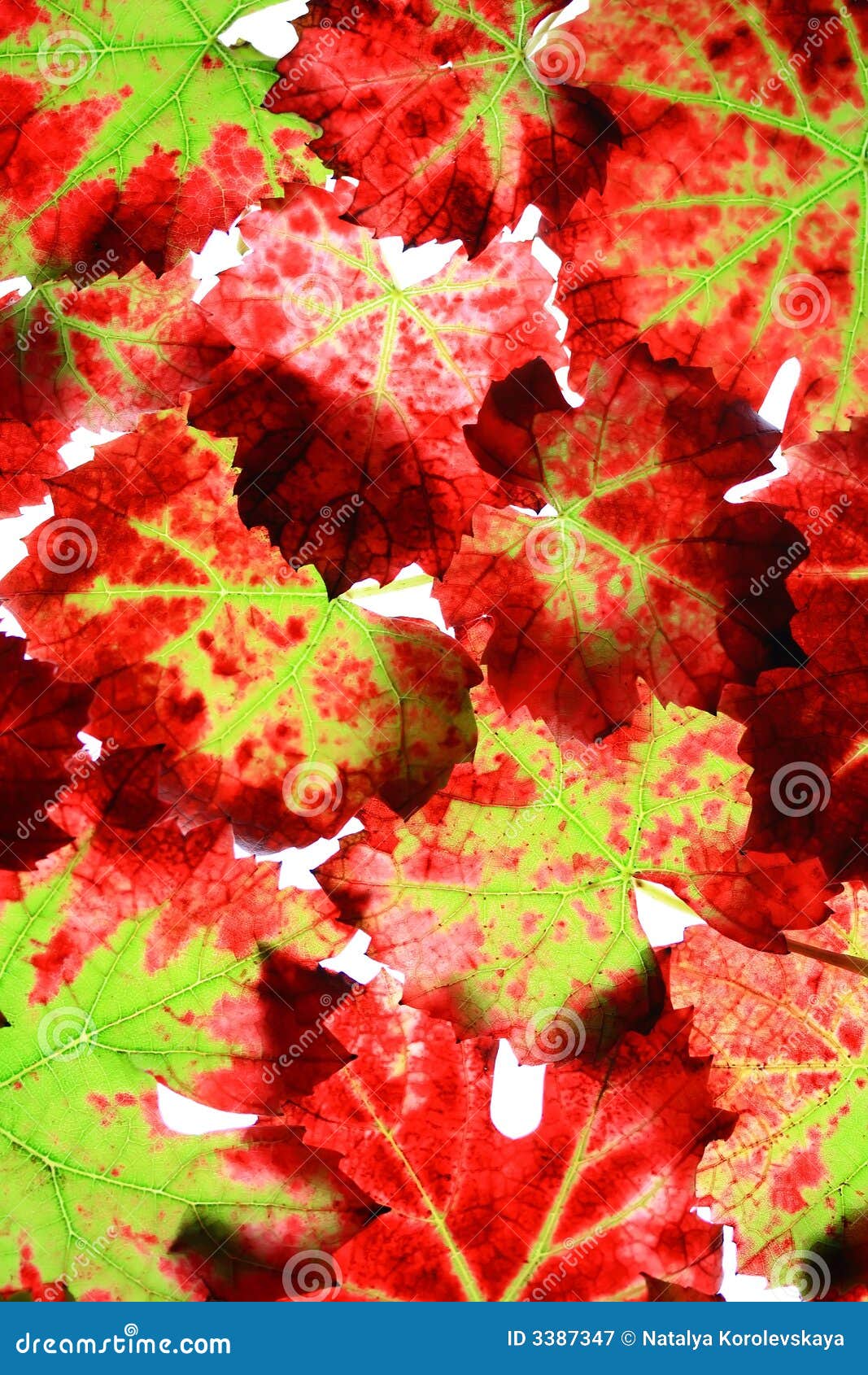 Autumn grape leaves stock image. Image of frame, beauty - 3387347