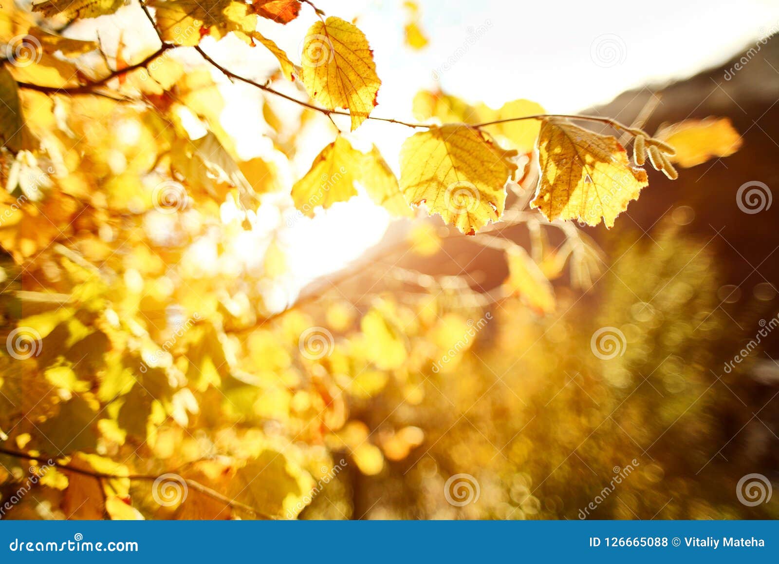 Autumn Grape Leaves on the Sun. Fall Blurred Background. Stock Photo ...