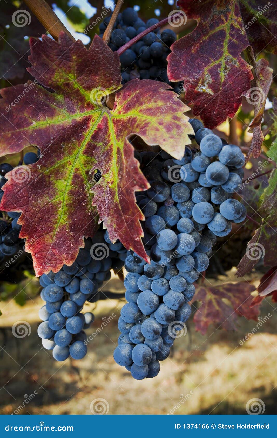 Autumn Grapes stock photo. Image of farmland, cabernet - 1374166