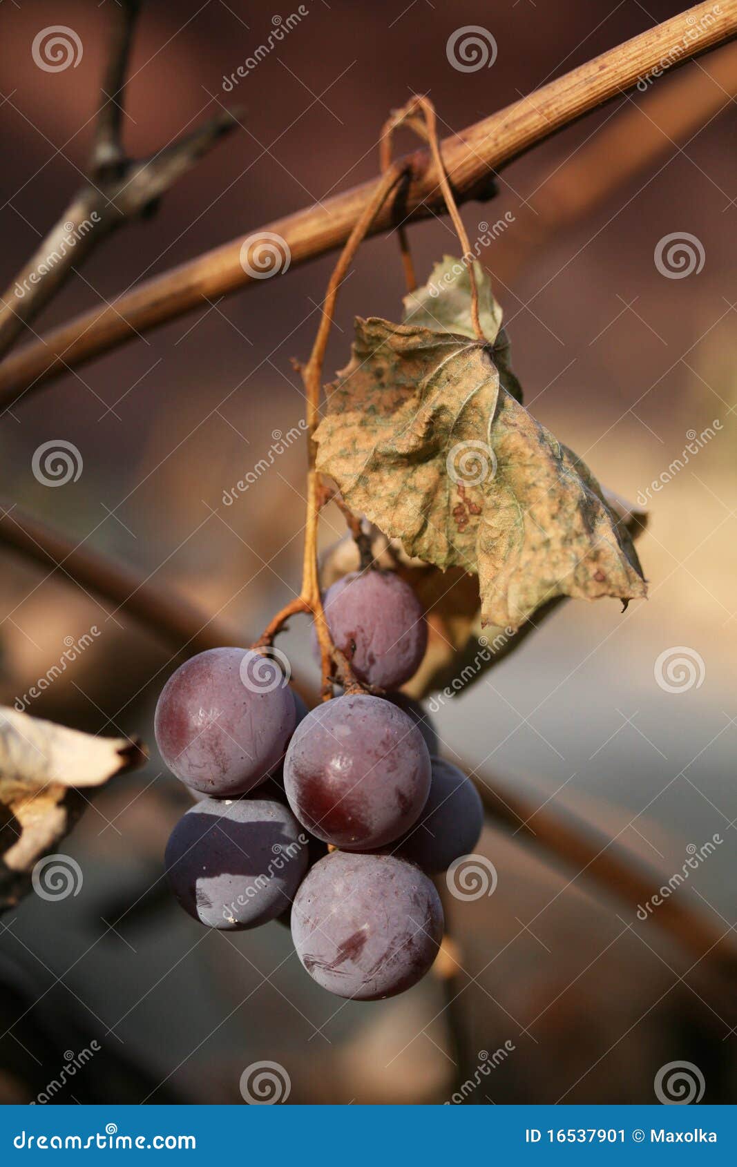 Autumn grapes stock image. Image of fall, leaf, violet - 16537901