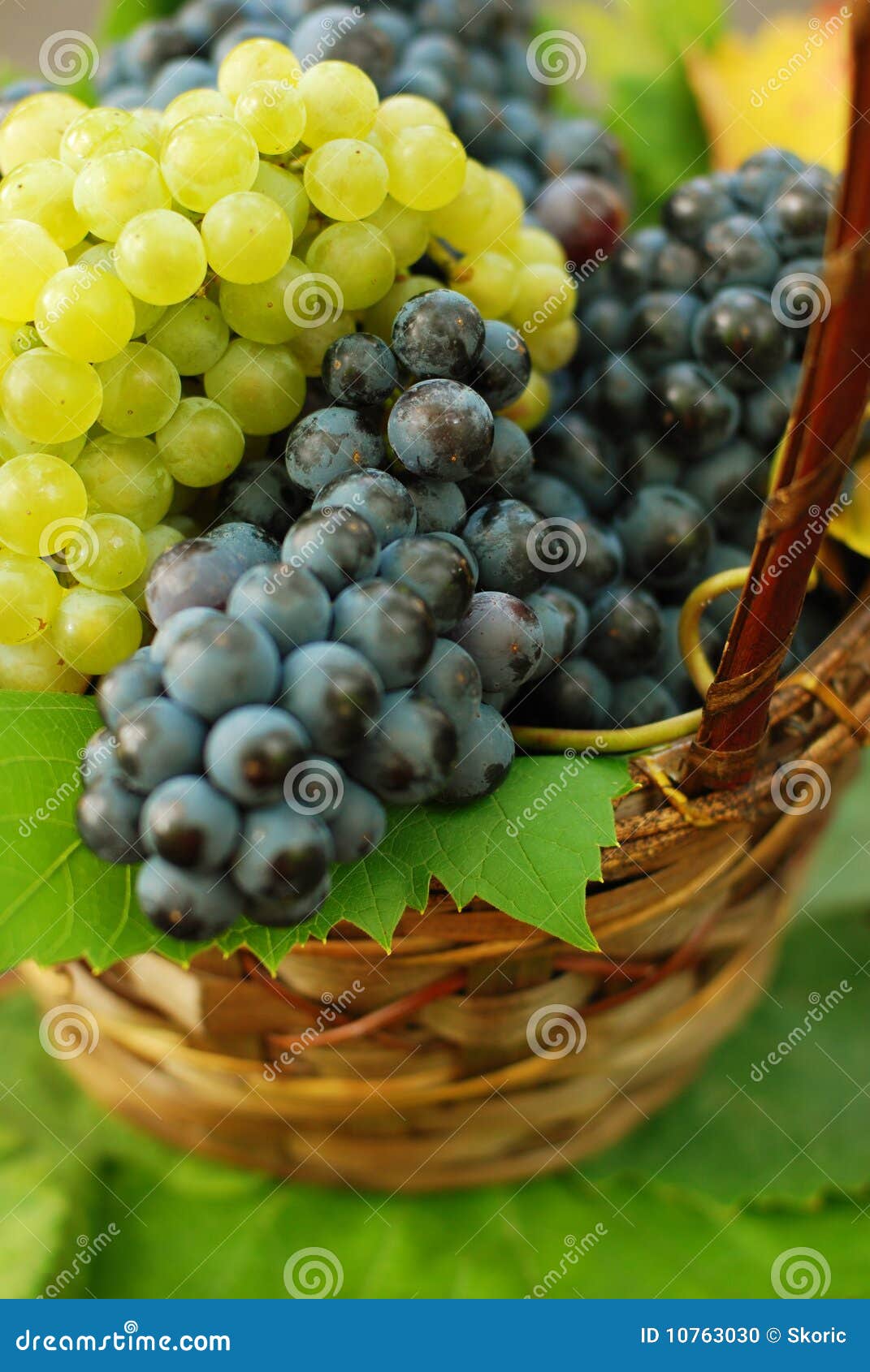 Autumn grapes harvest stock photo. Image of harvest, luscious - 10763030