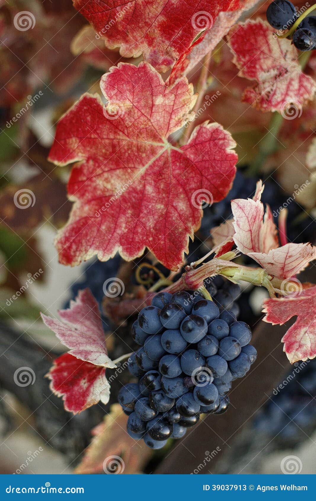 Autumn grapes stock image. Image of vine, fall, production - 39037913
