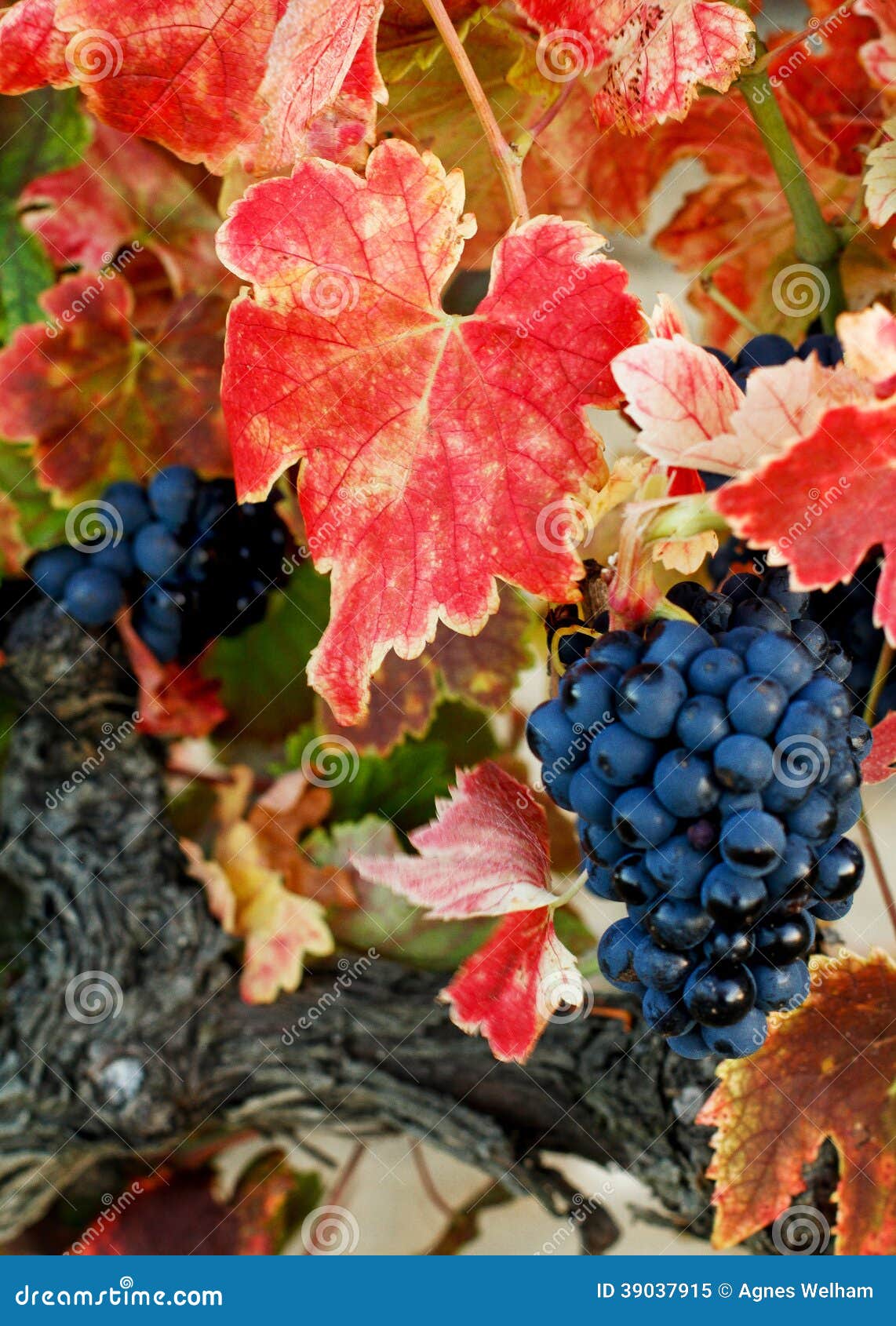 Autumn grapes stock image. Image of grapevine, wine, production - 39037915