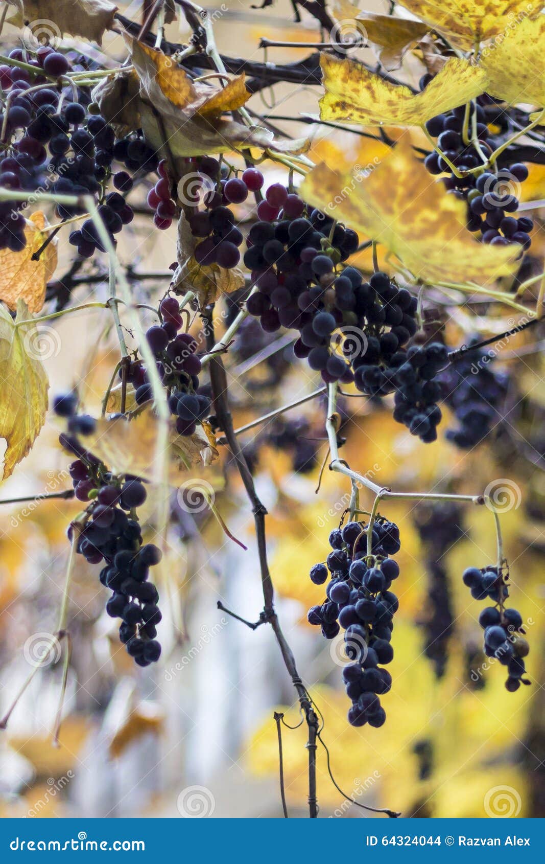 Autumn Grapes stock photo. Image of farm, winery, grape - 64324044