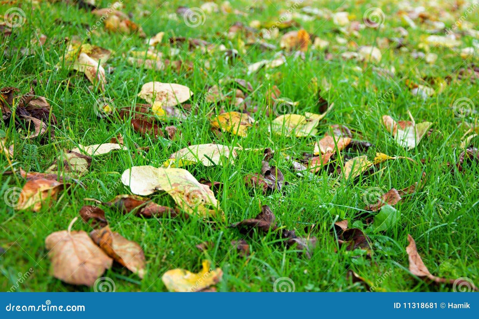 Autumn grass stock image. Image of drop, foliage, cleaning - 11318681