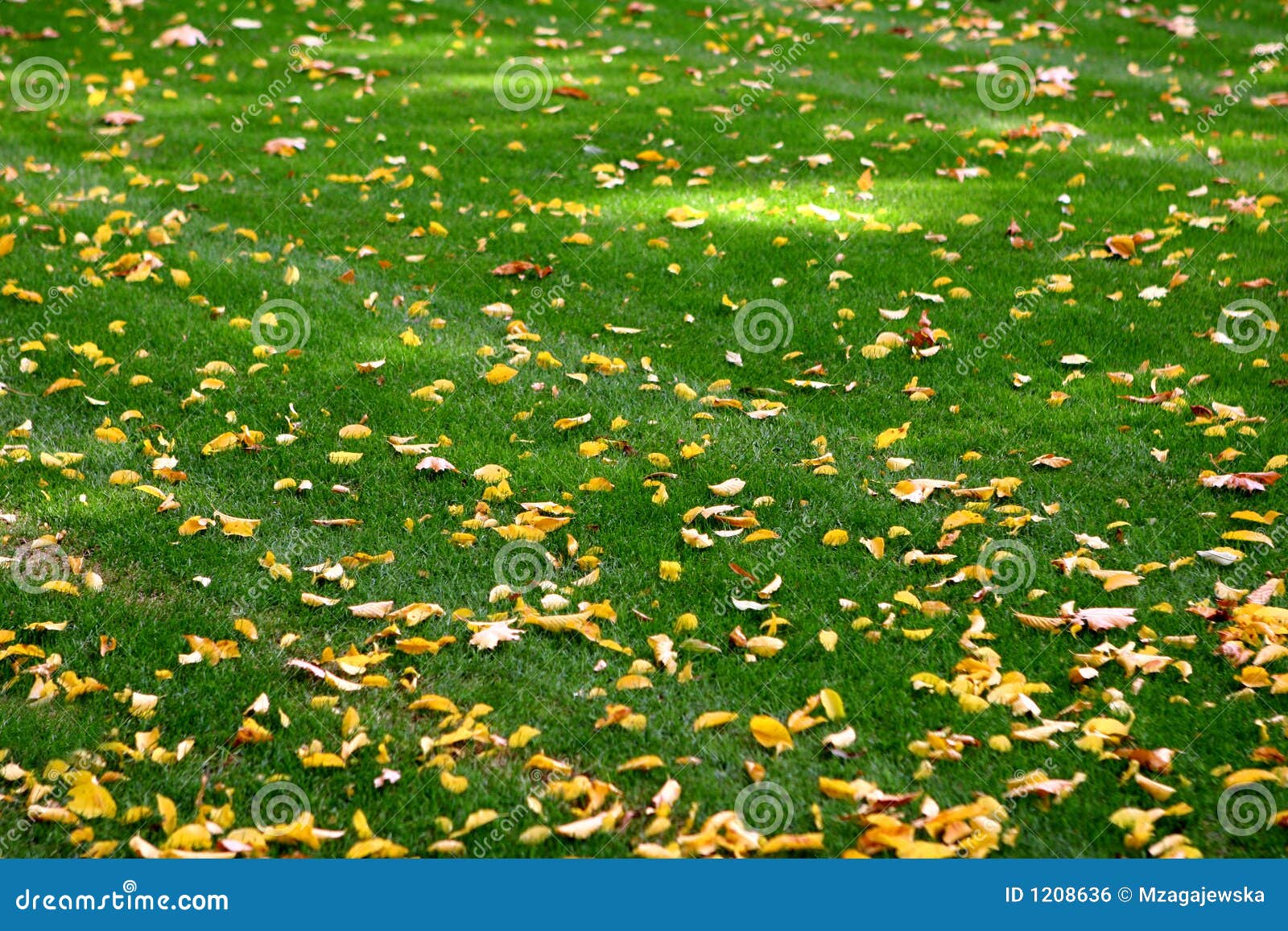 Autumn Grass Texture. Royalty-Free Stock Image | CartoonDealer.com ...