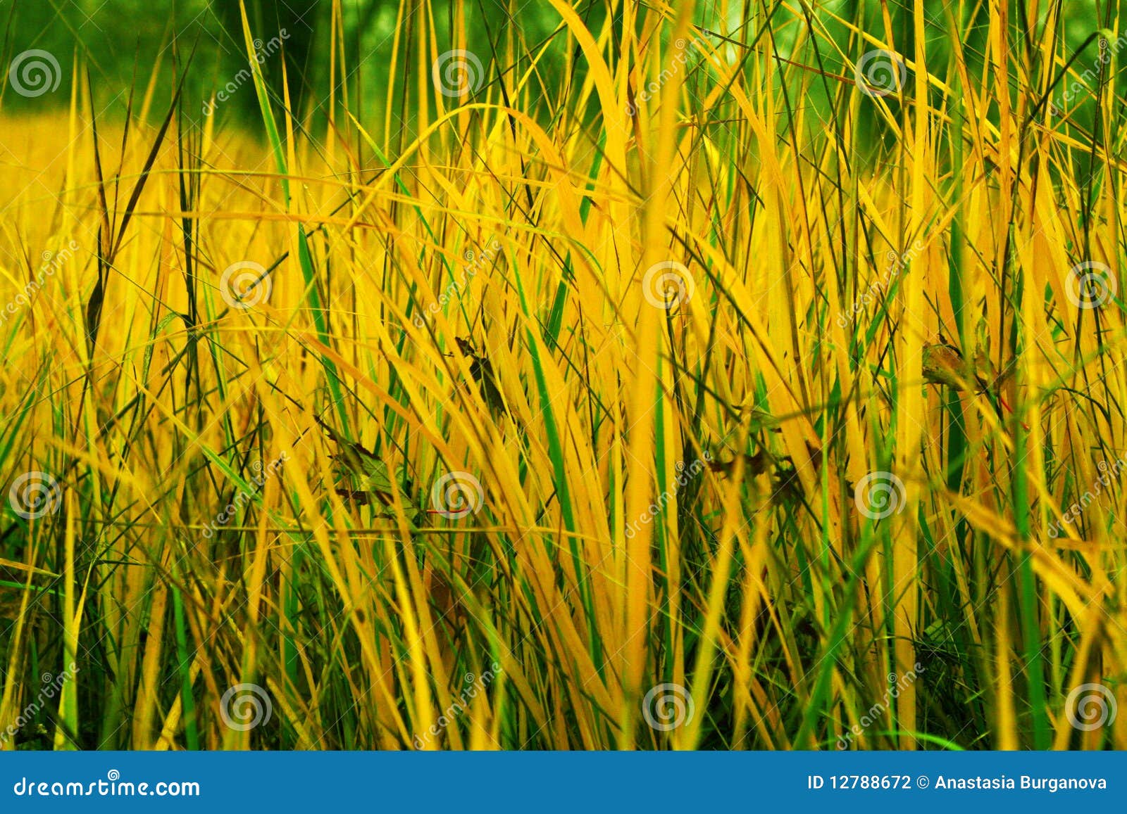 Autumn grass stock photo. Image of bright, autumn, yellow - 12788672