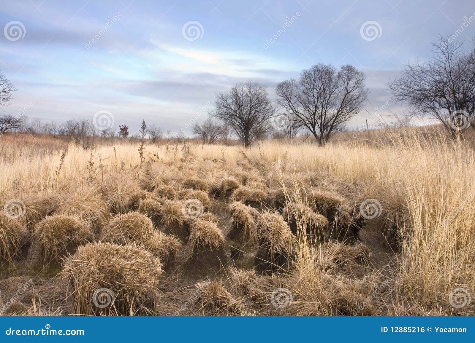 Autumn grass stock photo. Image of protect, moss, ecology - 12885216