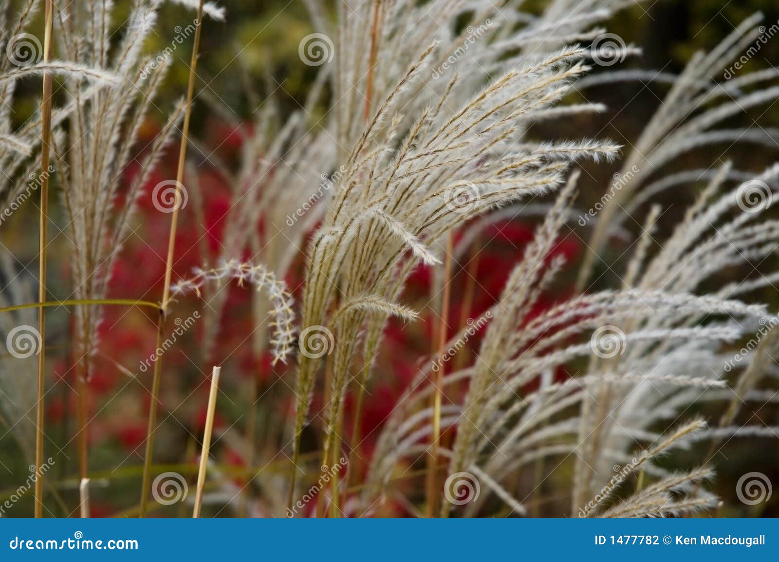 Autumn Grass Picture. Image: 1477782