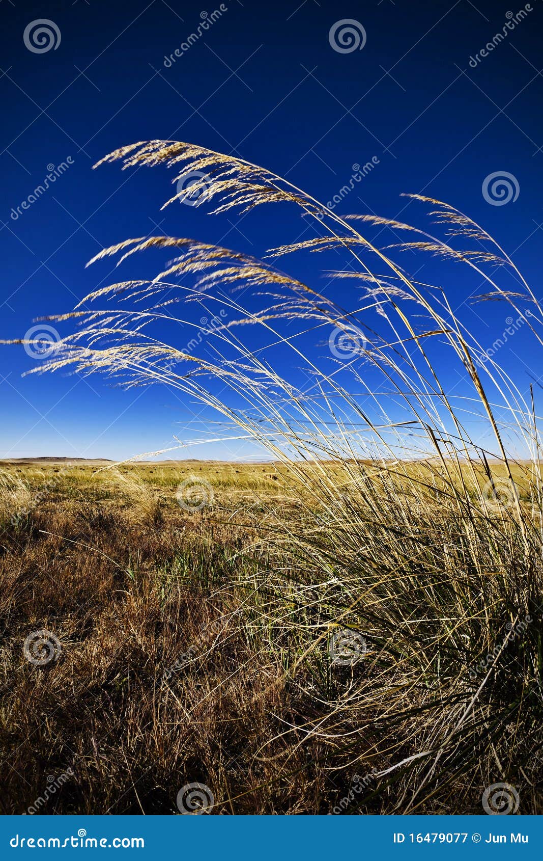 Autumn grass stock image. Image of green, nature, lawn - 16479077
