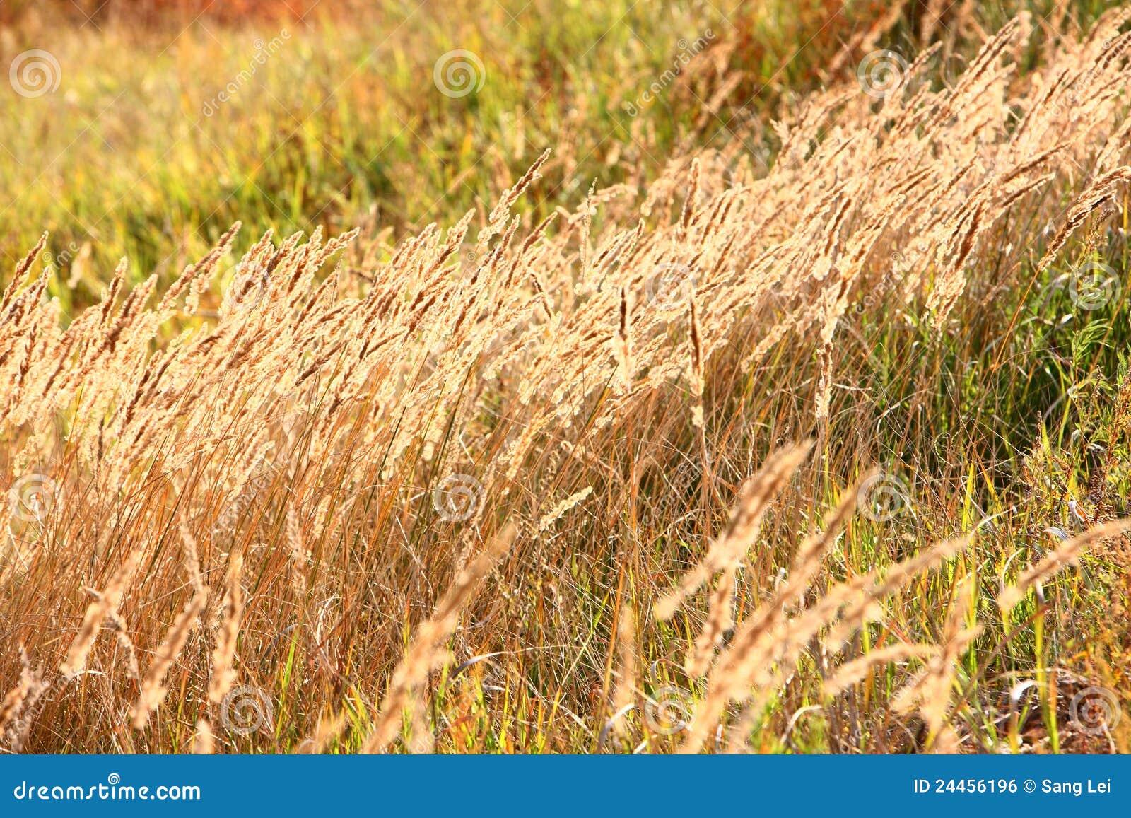 Autumn grass stock photo. Image of closeup, sunlight - 24456196