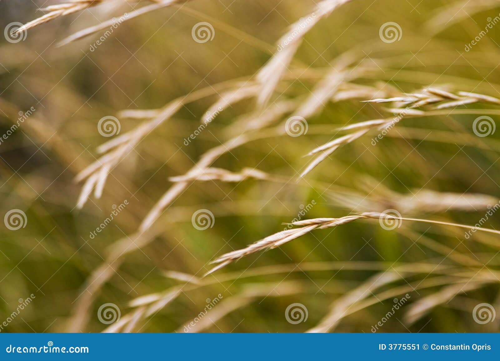 Autumn grass stock image. Image of straws, environmental - 3775551