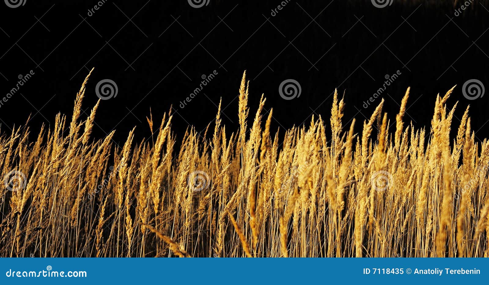 Autumn grass. stock image. Image of ecology, rural, background - 7118435