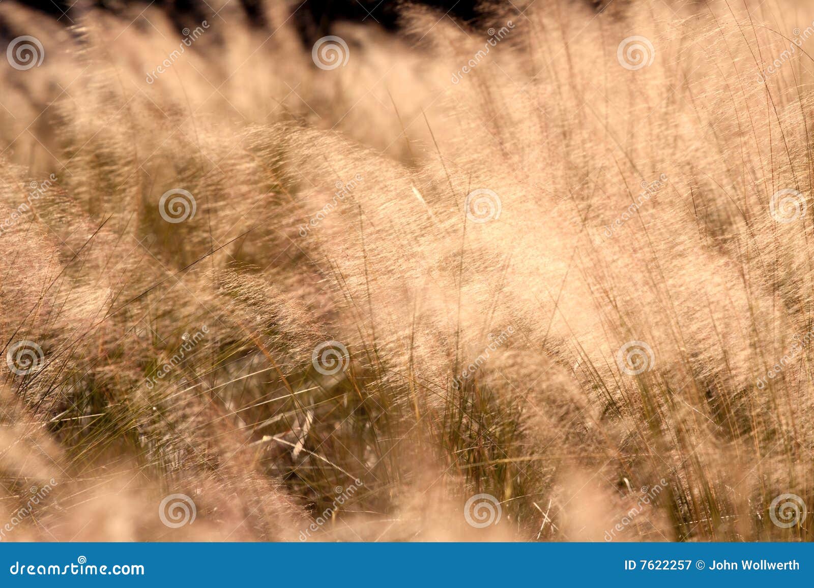 Autumn Grass Texture. Royalty-Free Stock Photo | CartoonDealer.com ...