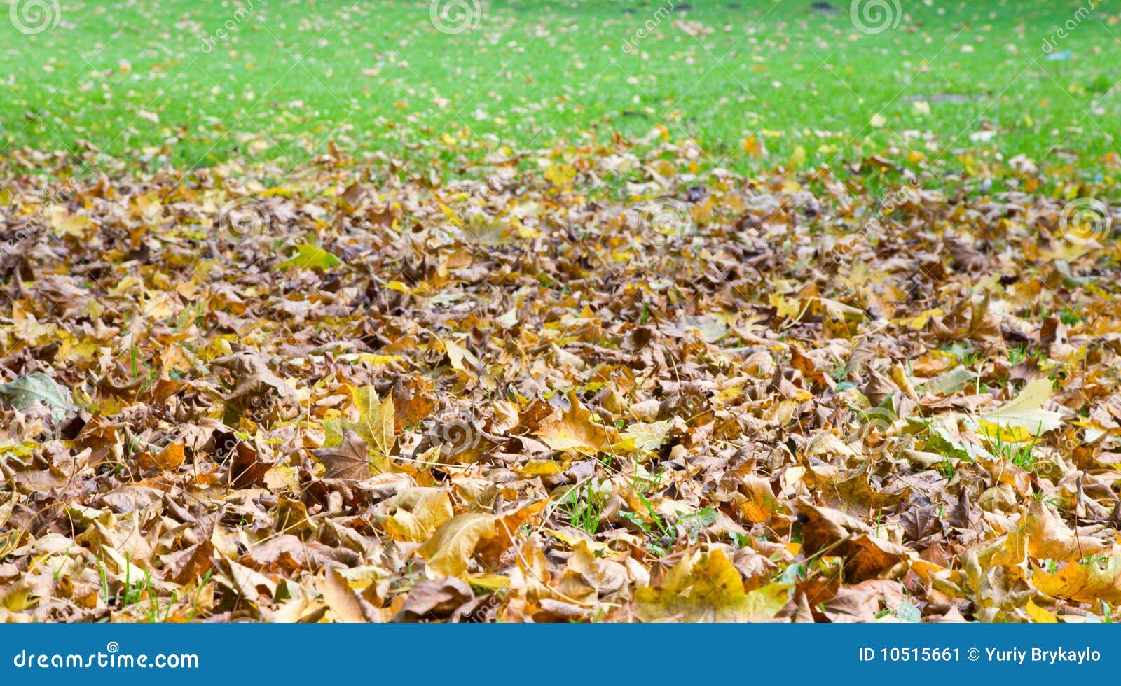 Autumn grass background stock image. Image of outdoors - 10515661