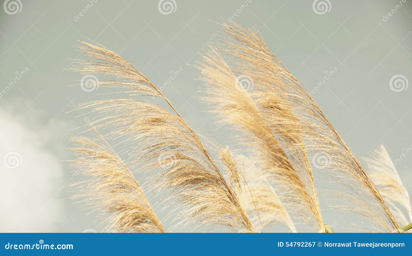 Autumn Grass Texture. Royalty-Free Stock Image | CartoonDealer.com ...