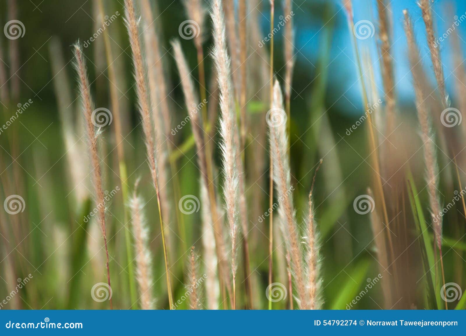 Autumn grass stock photo. Image of flower, plants, abstract - 54792274