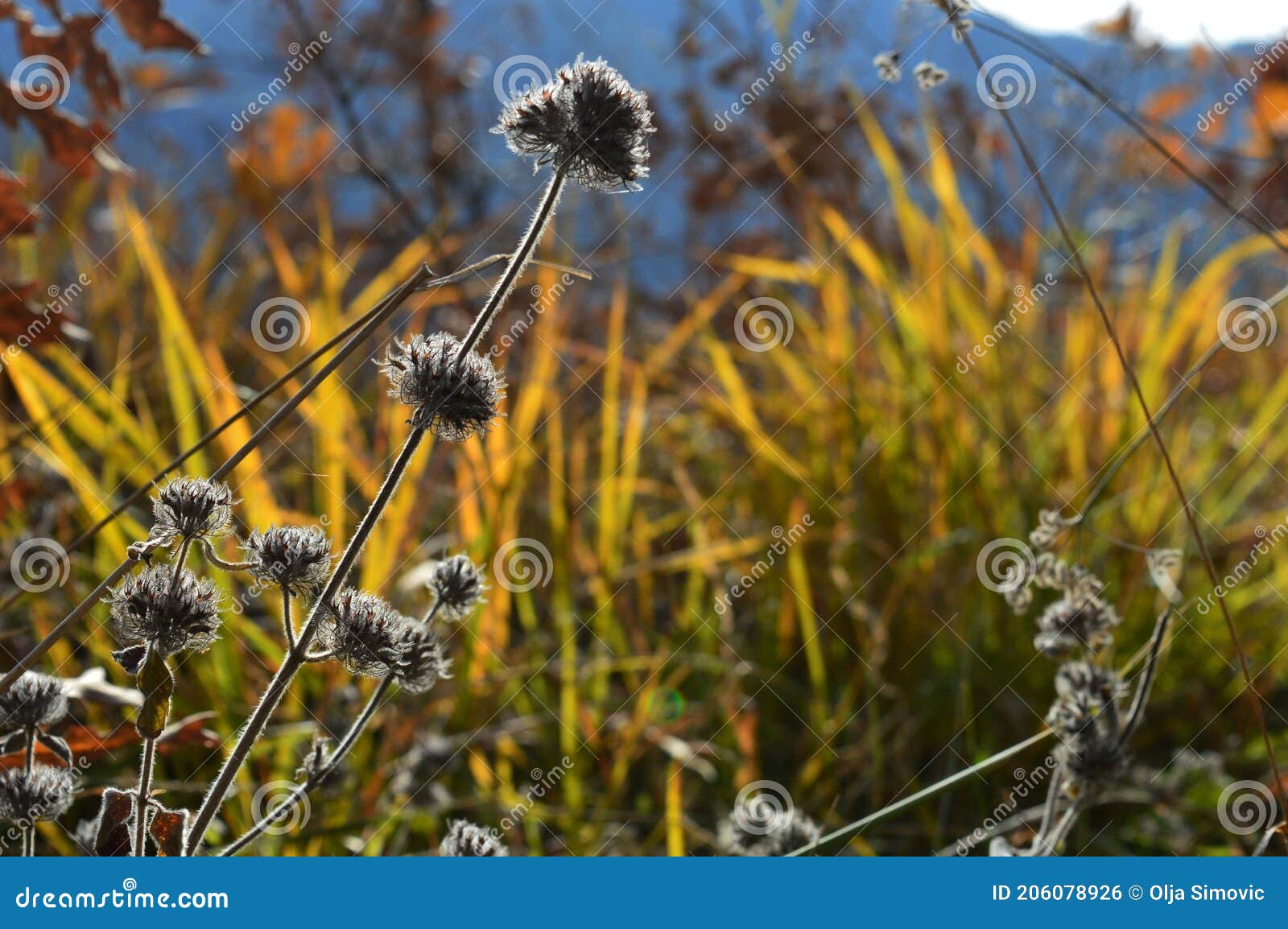 Autumn grass in colors stock photo. Image of nature - 206078926