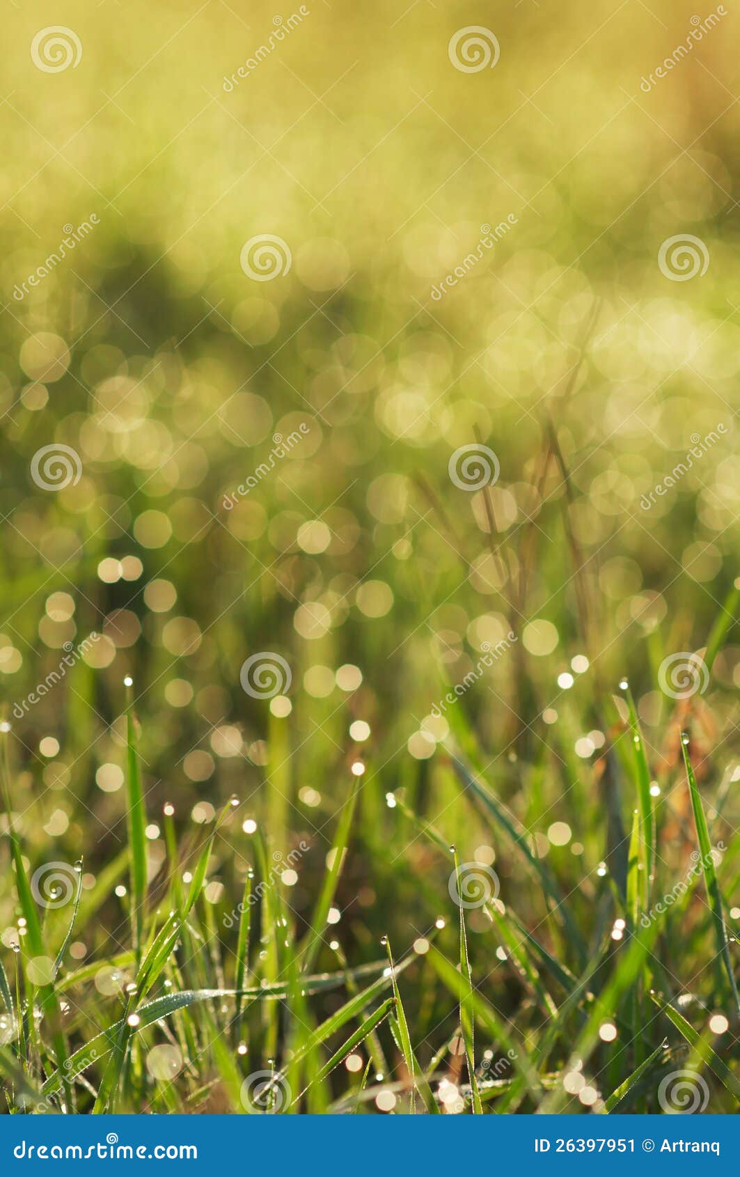 Autumn grass with dew stock image. Image of foreground - 26397951