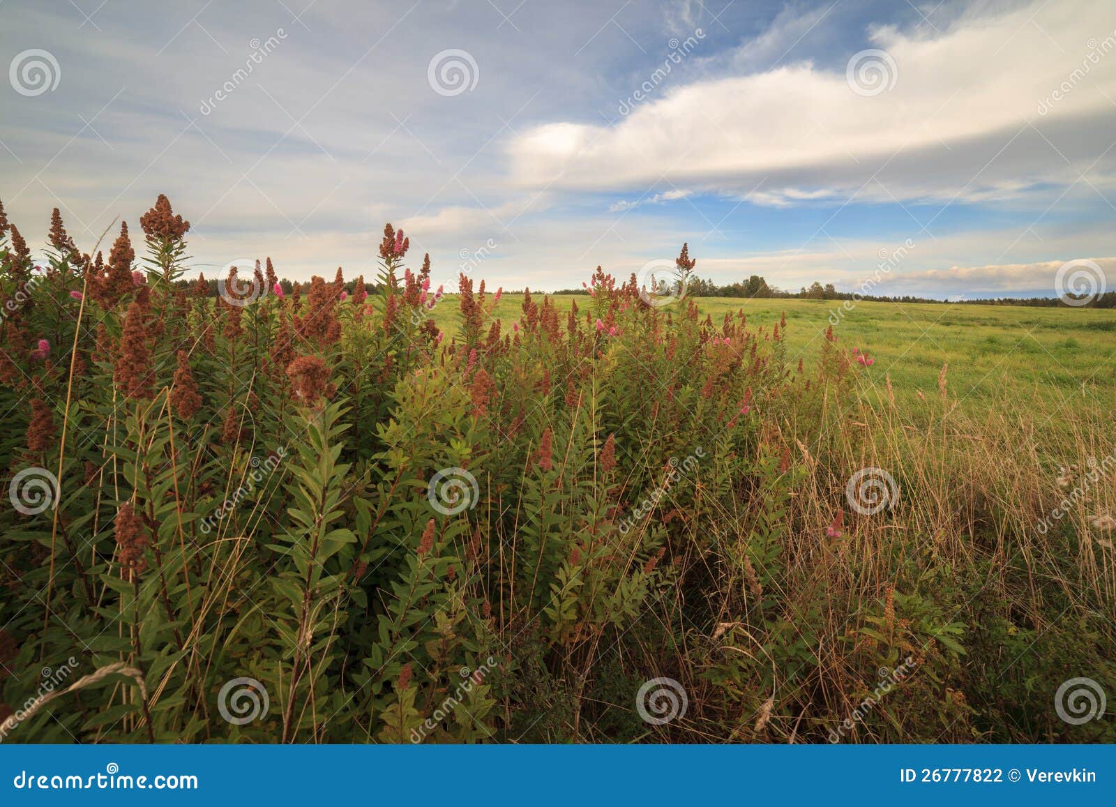 An Autumn Grass in the Field in a Sunny Day Stock Photo - Image of ...