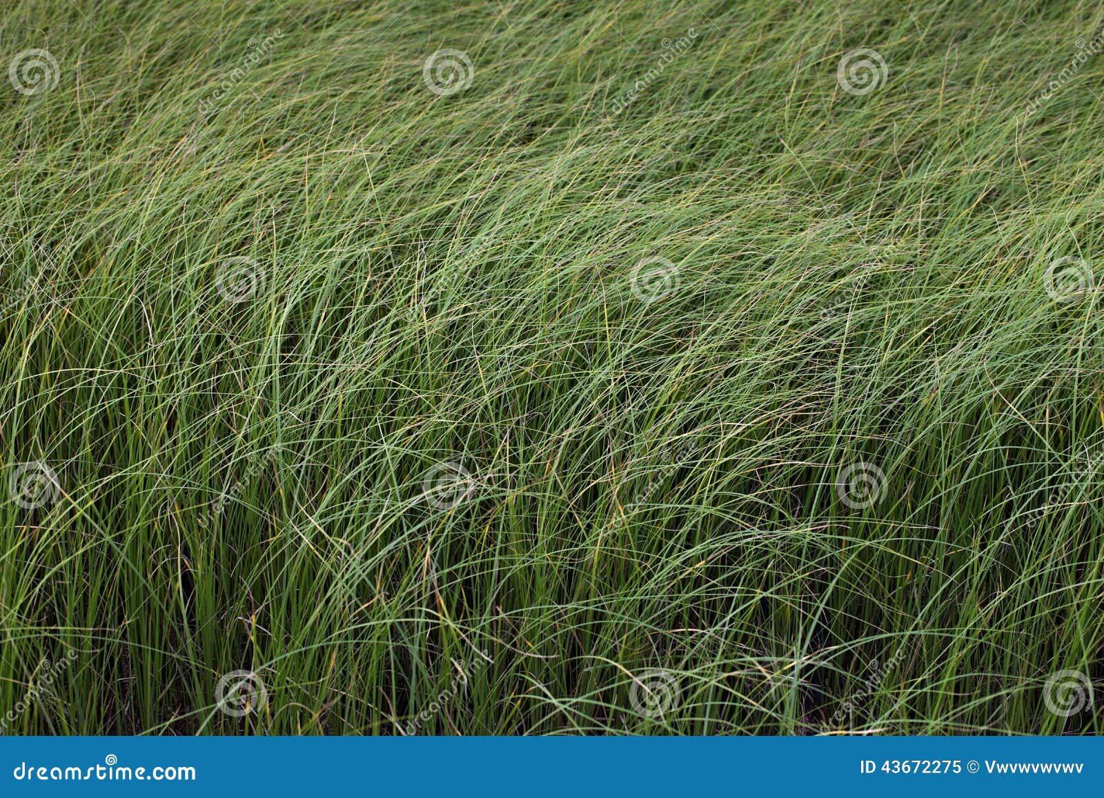 Autumn grass stock image. Image of land, grasses, yellow - 43672275