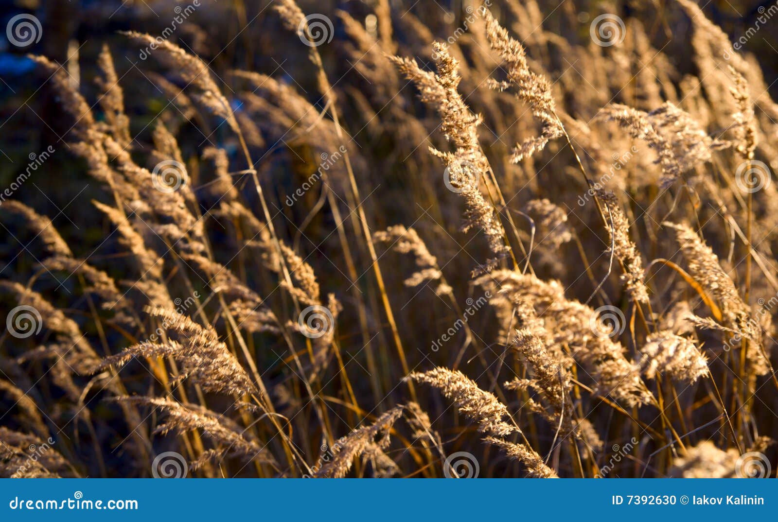 Autumn grass and sunset stock photo. Image of sunlight - 7392630