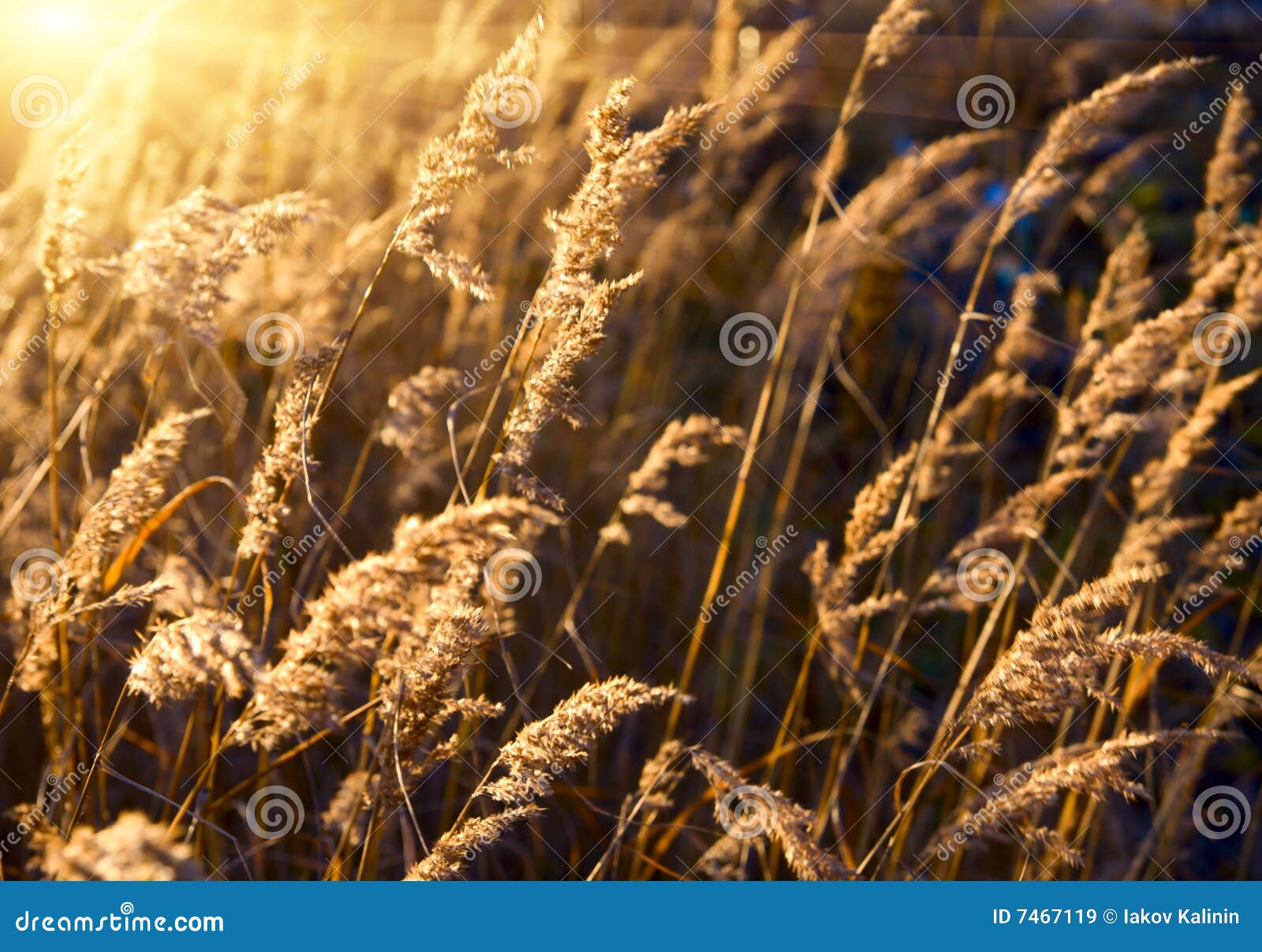 Autumn grass and sunset stock image. Image of nature, rural - 7467119