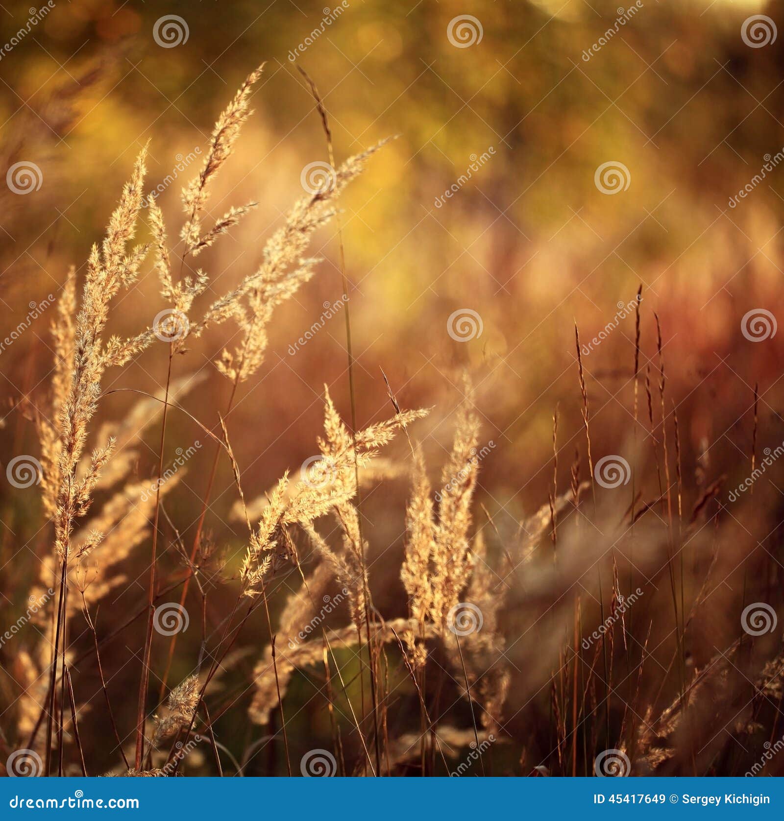 Autumn Grass Sunset Texture Background Stock Image - Image of flower ...