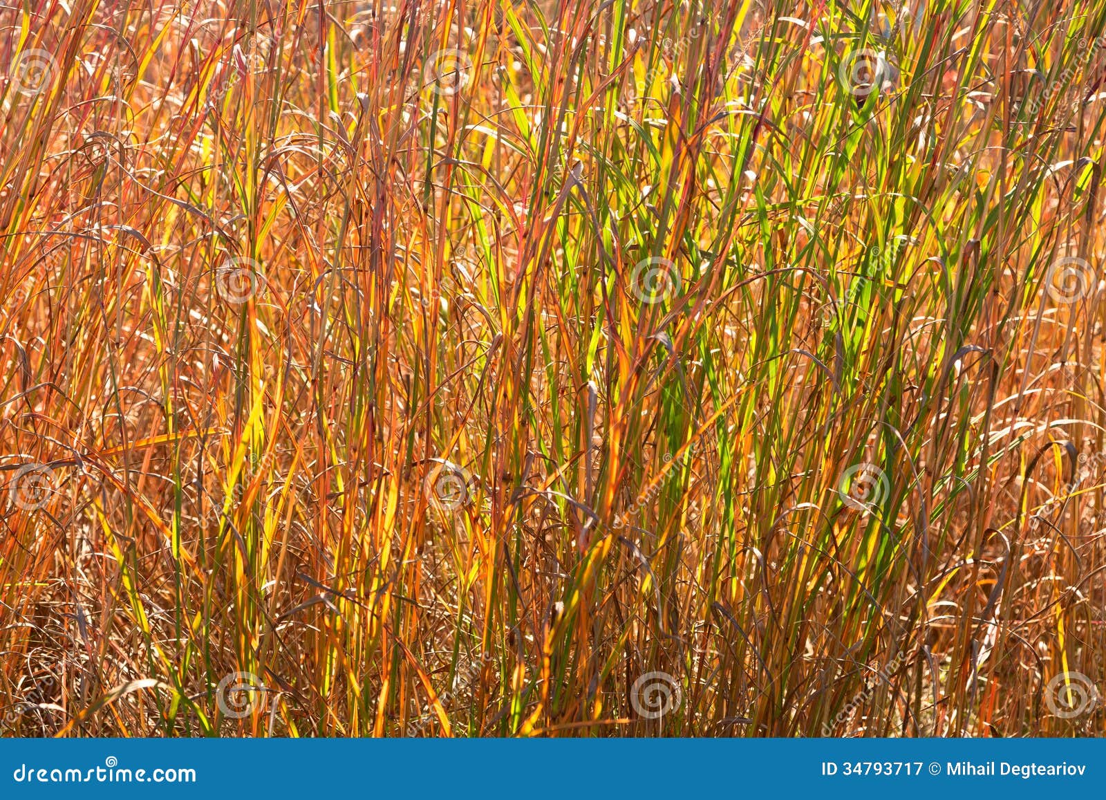 Autumn Grass stock image. Image of park, foliage, forest - 34793717