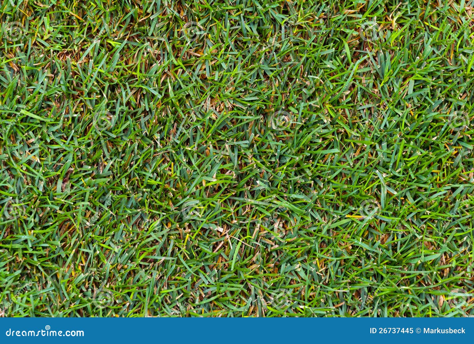 Autumn grass texture stock image. Image of garden, floral - 26737445