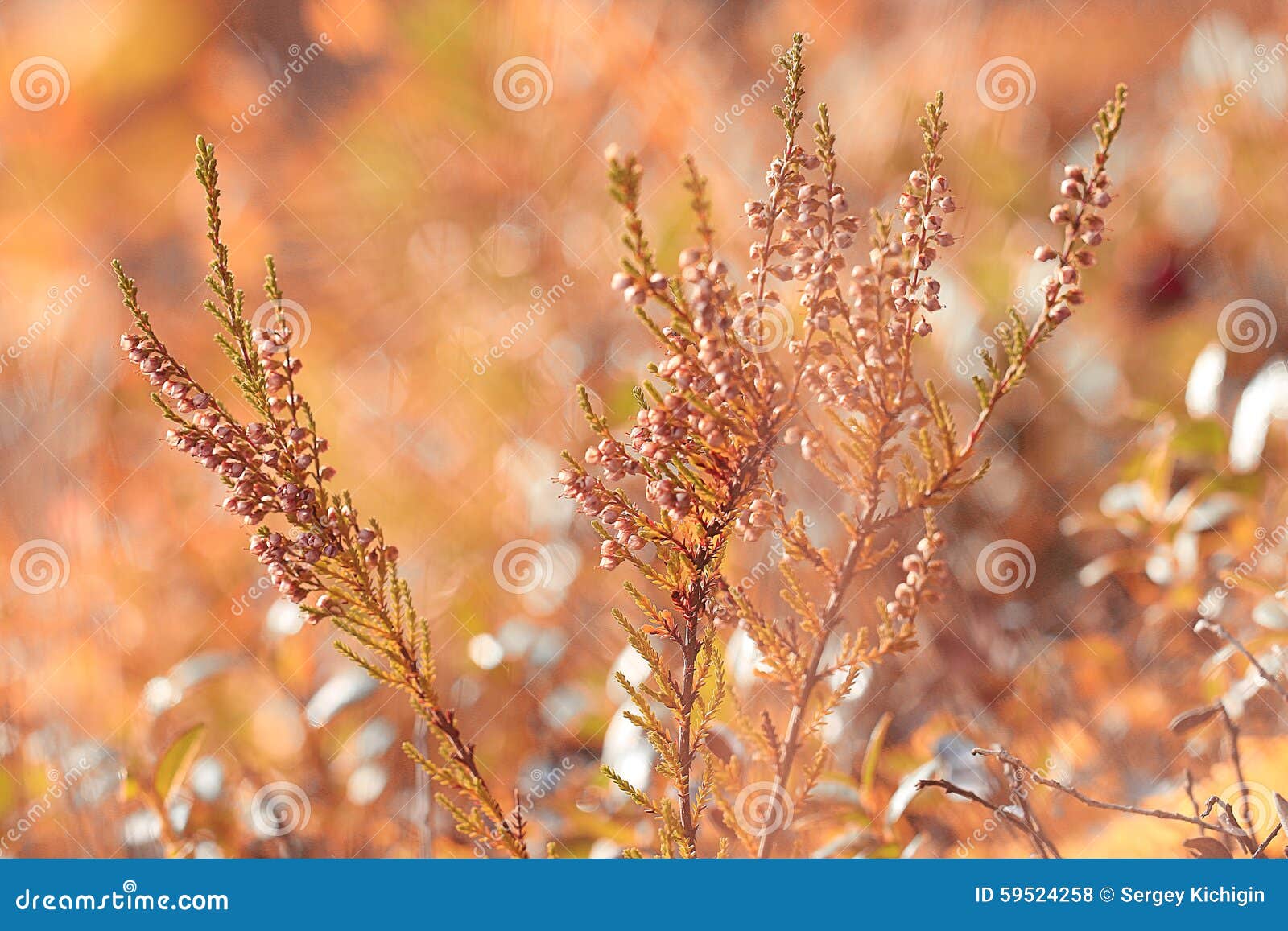 Autumn grass stock photo. Image of light, abstract, blur - 59524258