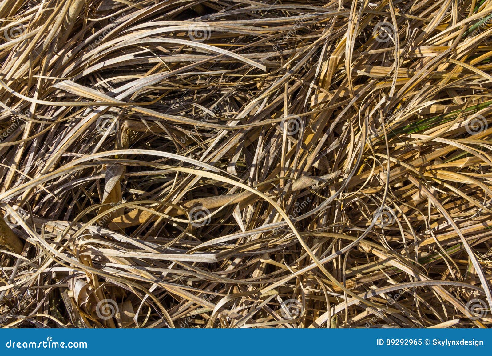 Autumn grass texture stock image. Image of close, backdrop - 89292965