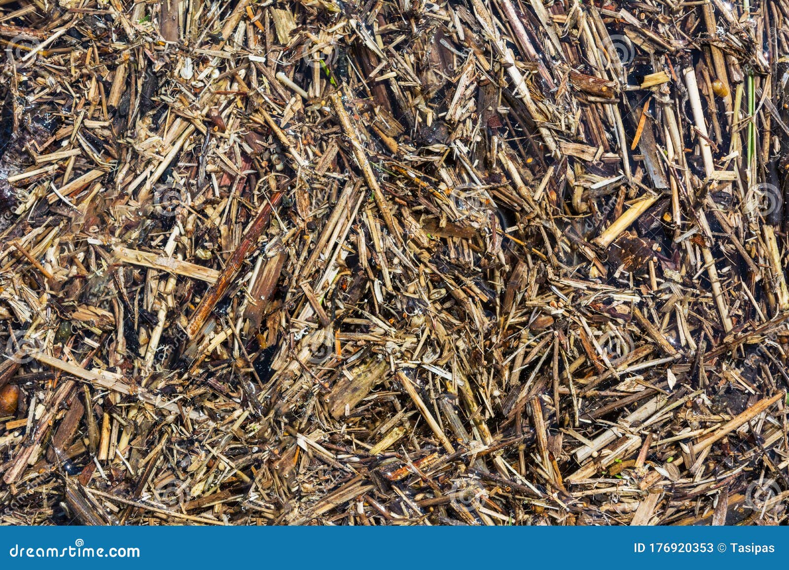 Autumn grass texture stock image. Image of nature, ecology - 176920353