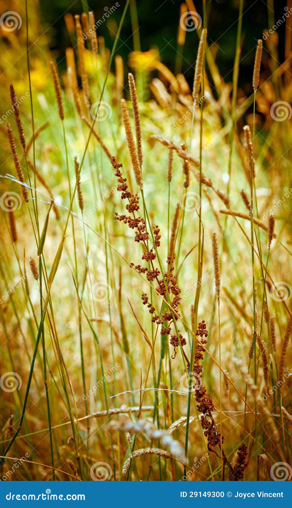 Autumn Grasses stock photo. Image of nature, autumn, field - 29149300