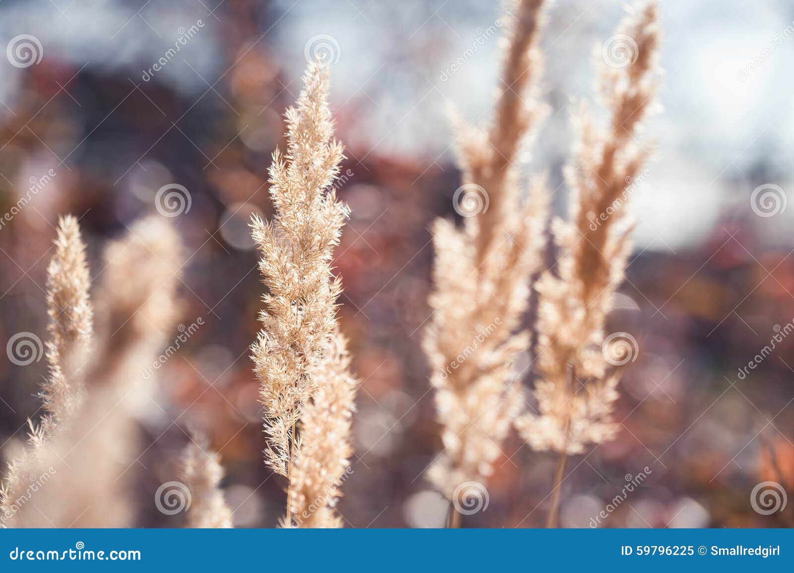 Autumn grasses at sunset. stock image. Image of natural - 59796225