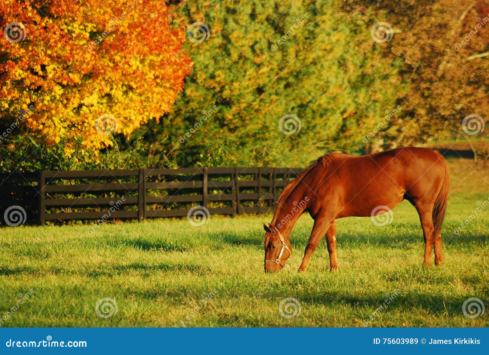Autumn Grazing stock image. Image of autumn, huge, grazing - 75603989