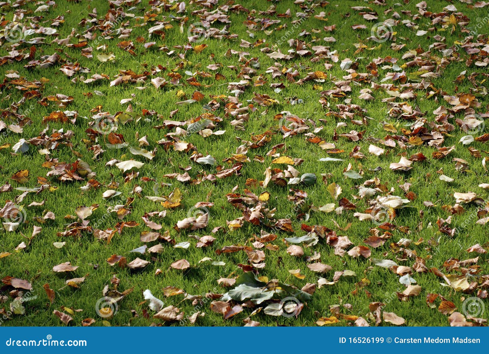 Autumn on green grass stock image. Image of landscape - 16526199