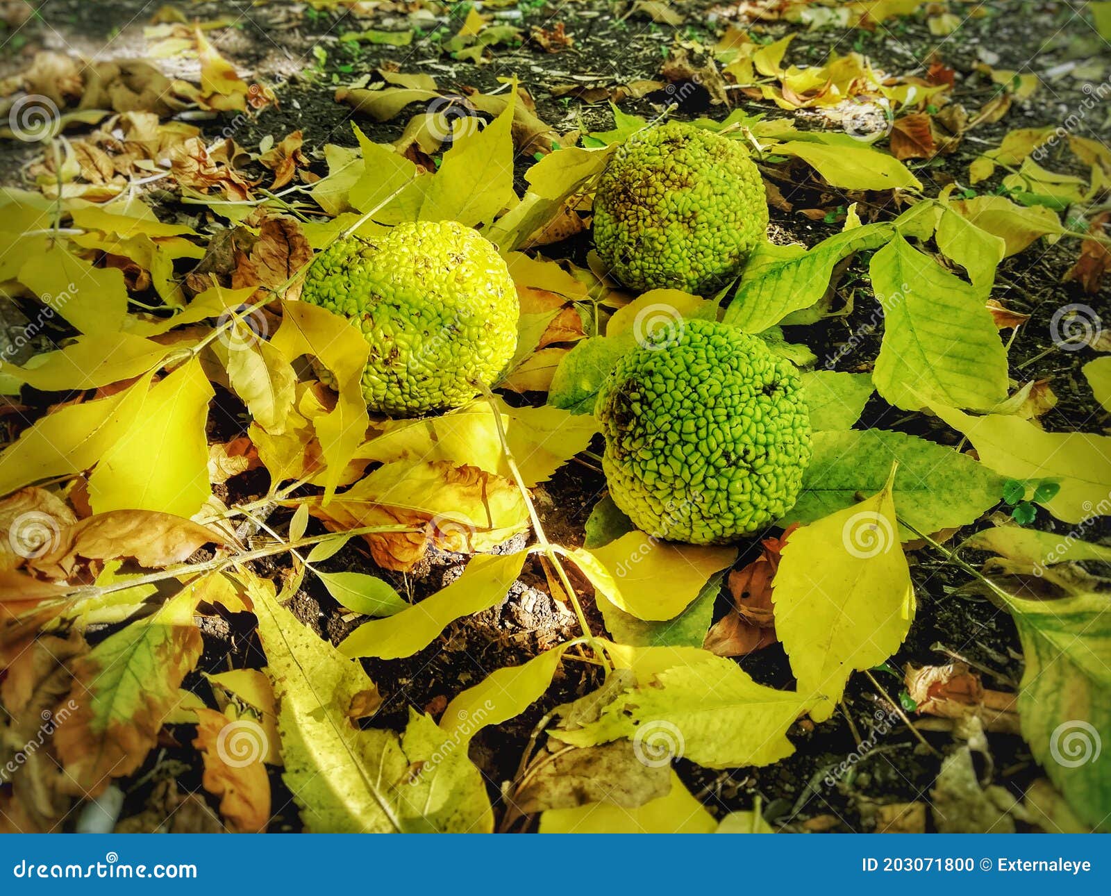 Autumn Green Leaf Burgas Bulgaria Stock Photo - Image of autumn, green ...