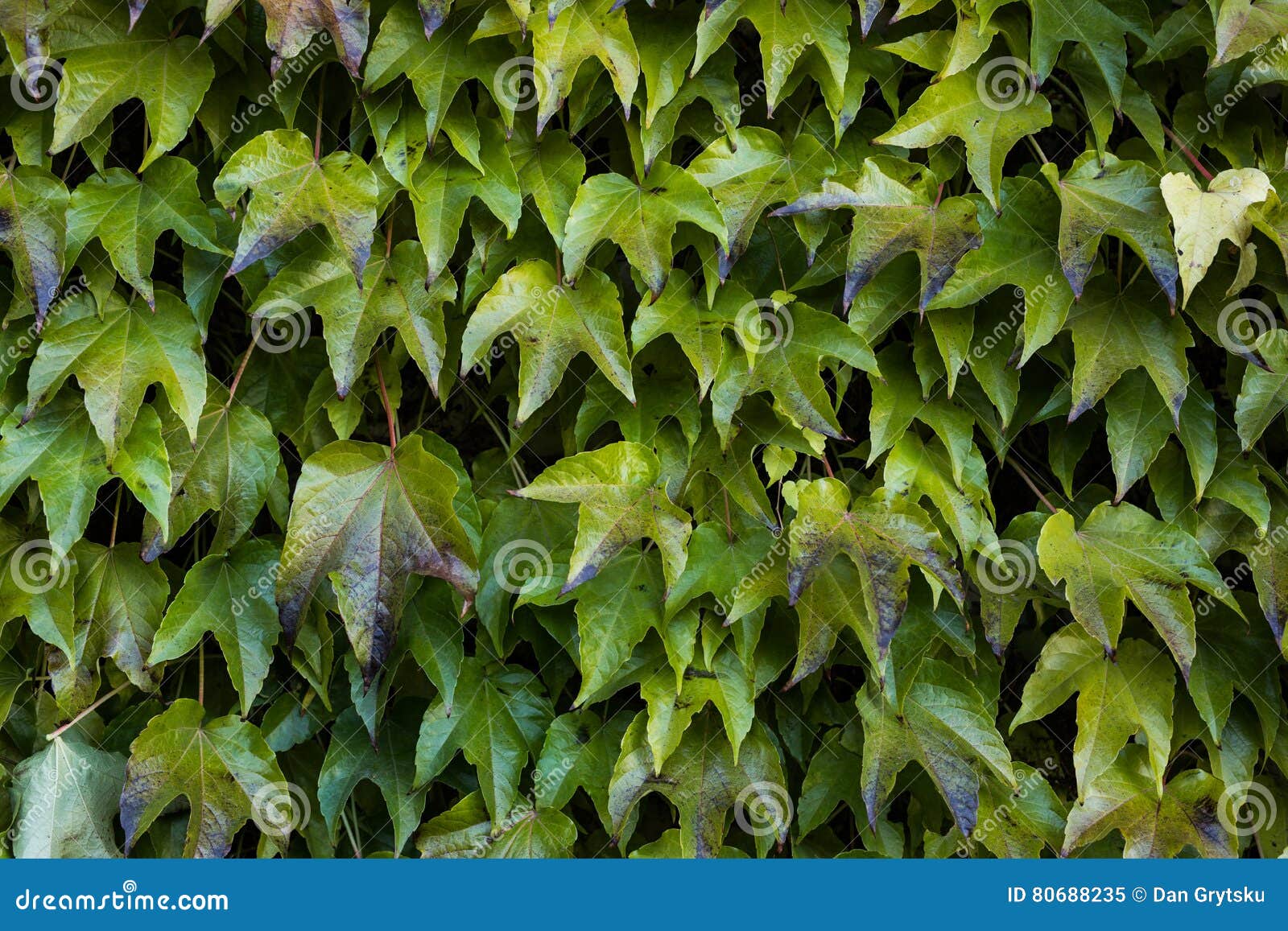 Autumn Green Leaves immagine stock. Immagine di foresta - 80688235