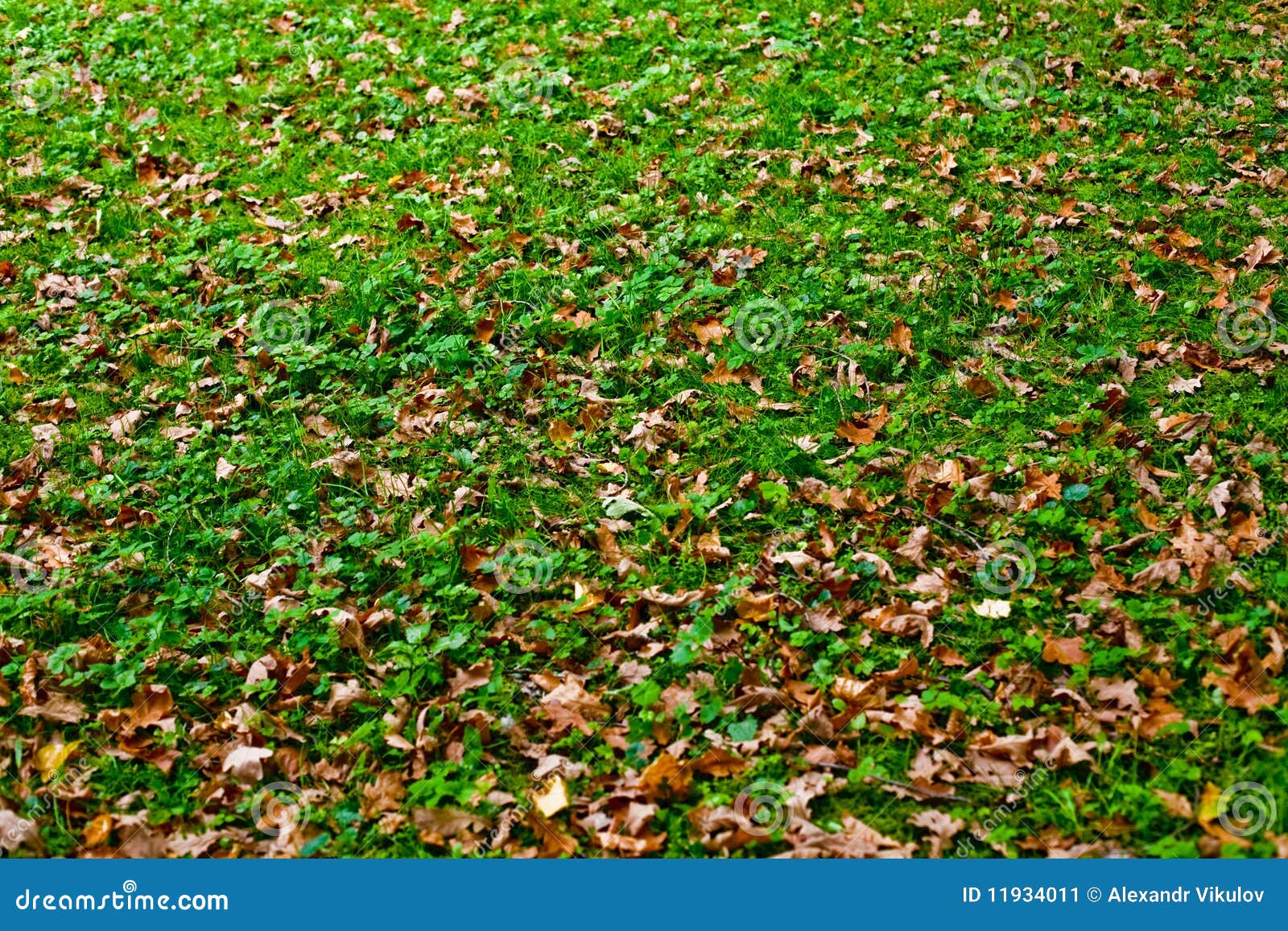 Autumn ground stock image. Image of field, green, colored - 11934011
