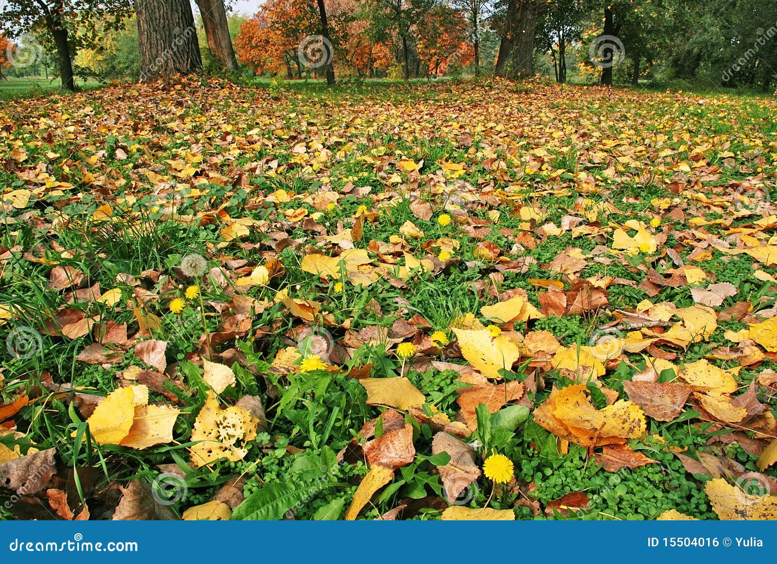 Autumn ground stock photo. Image of earth, flora, change - 15504016