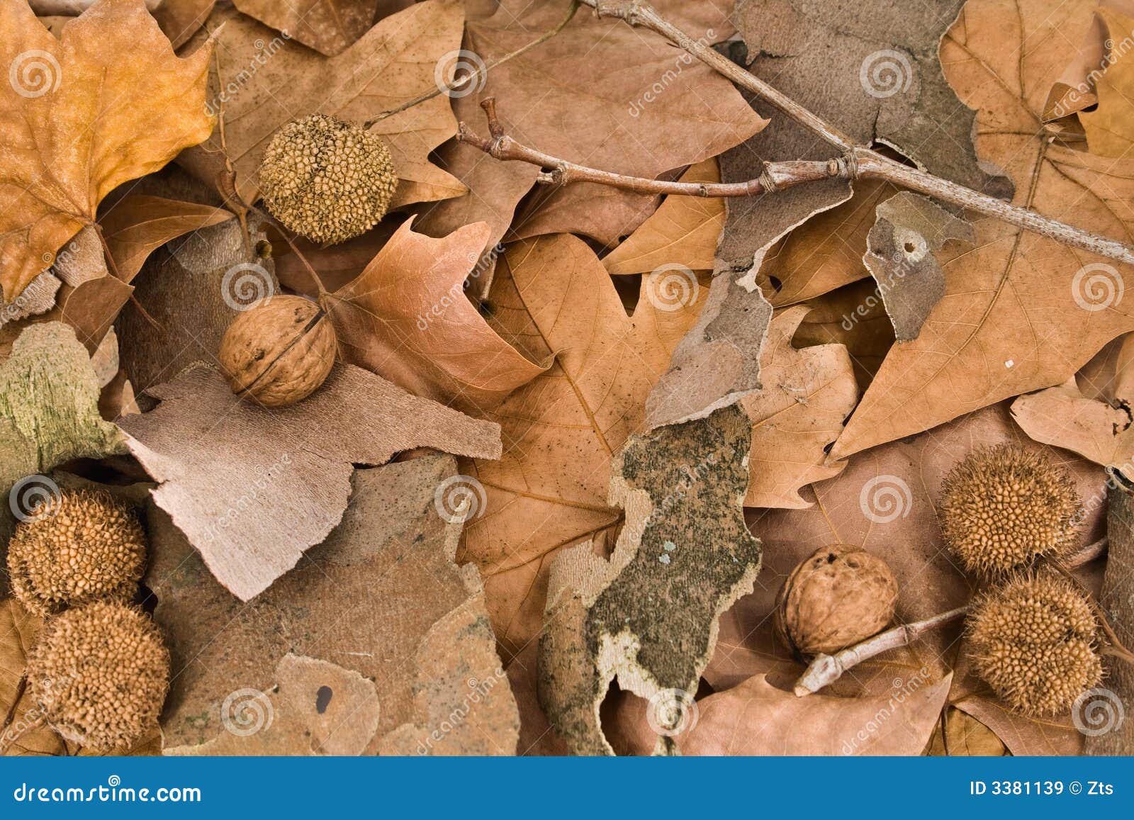 Autumn ground stock image. Image of elements, plane, dried - 3381139