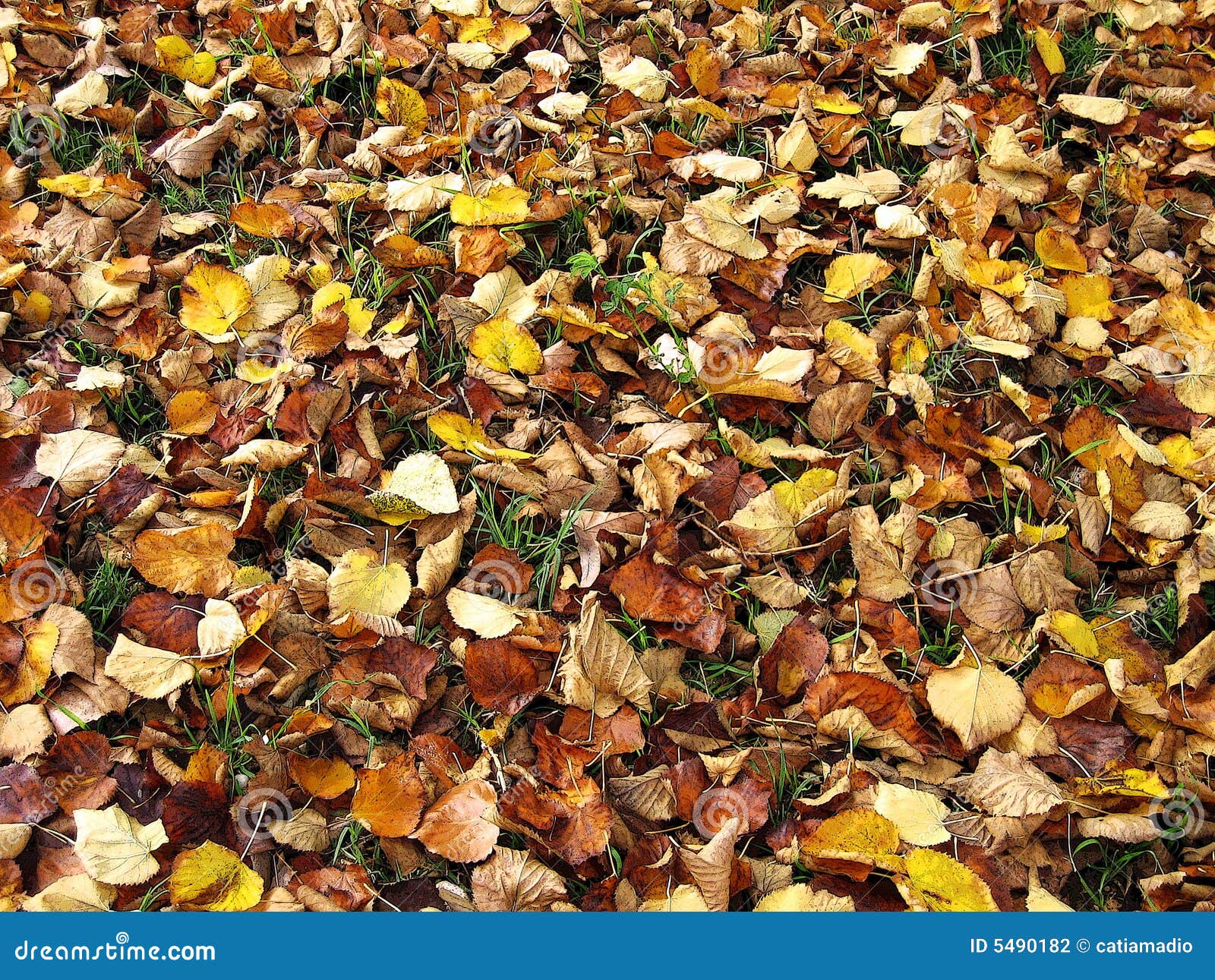 Autumn ground stock photo. Image of autumn, brown, orange - 5490182