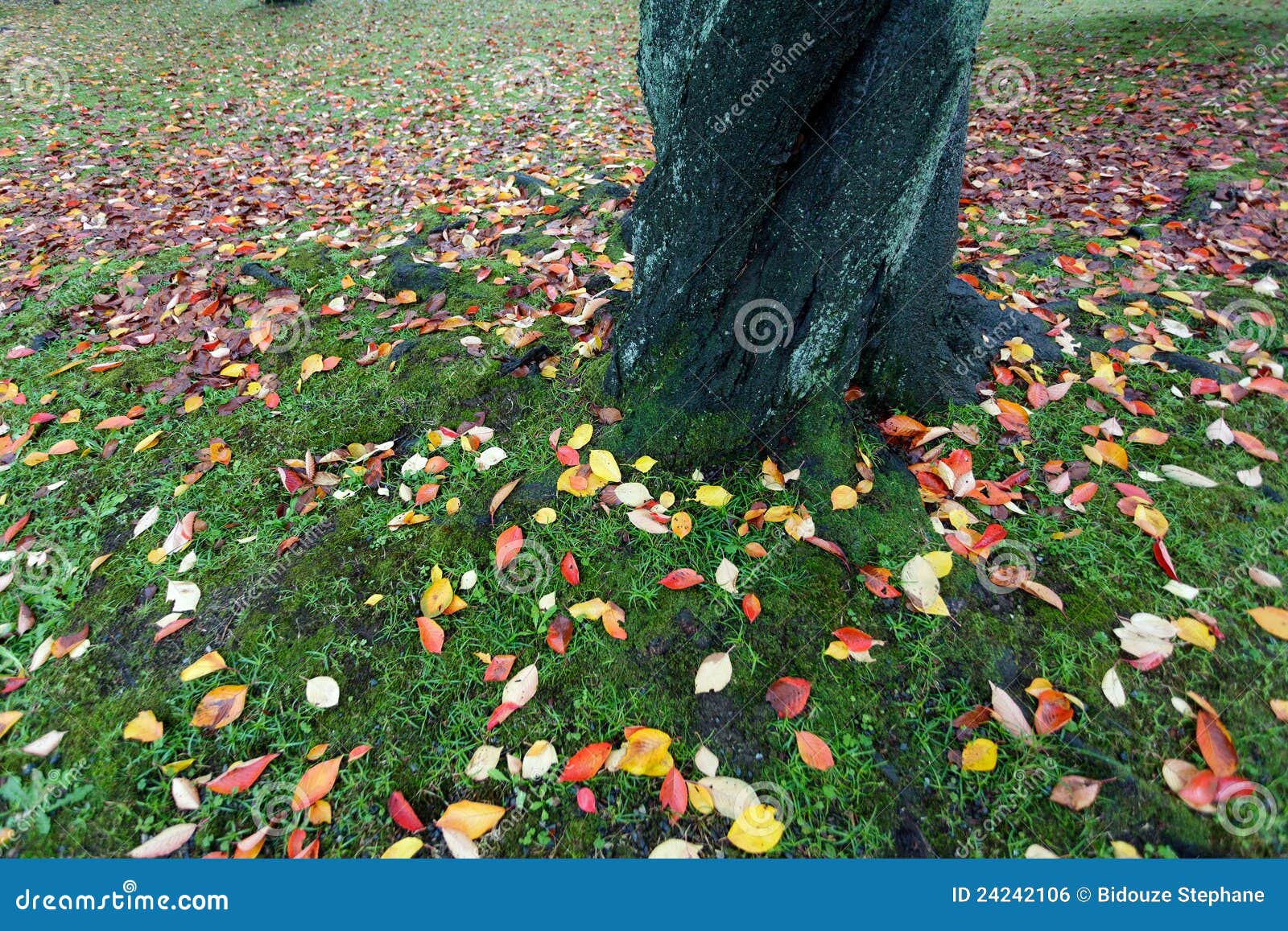 Autumn ground colors stock photo. Image of beautiful - 24242106