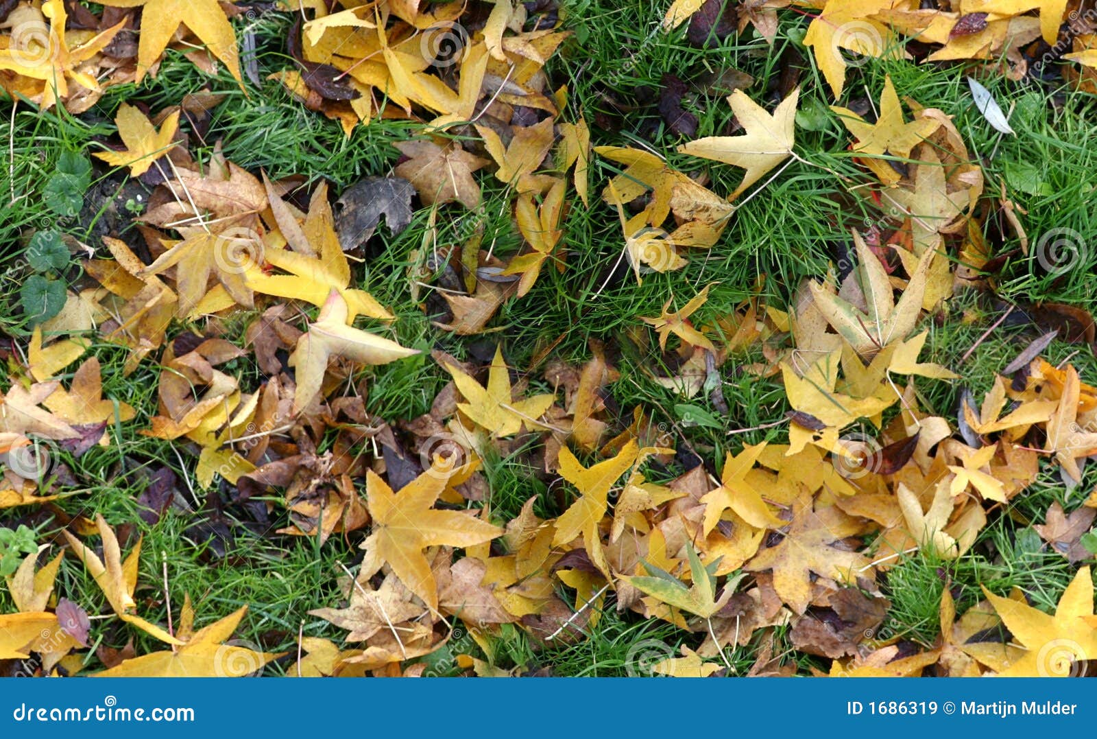 Autumn Groundcovering (Seamless) Stock Image - Image of seamless ...