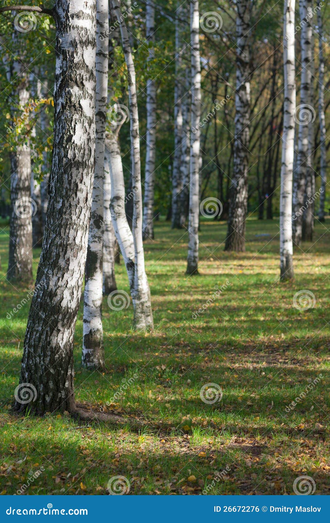 Autumn grove stock photo. Image of grove, bark, leaf - 26672276