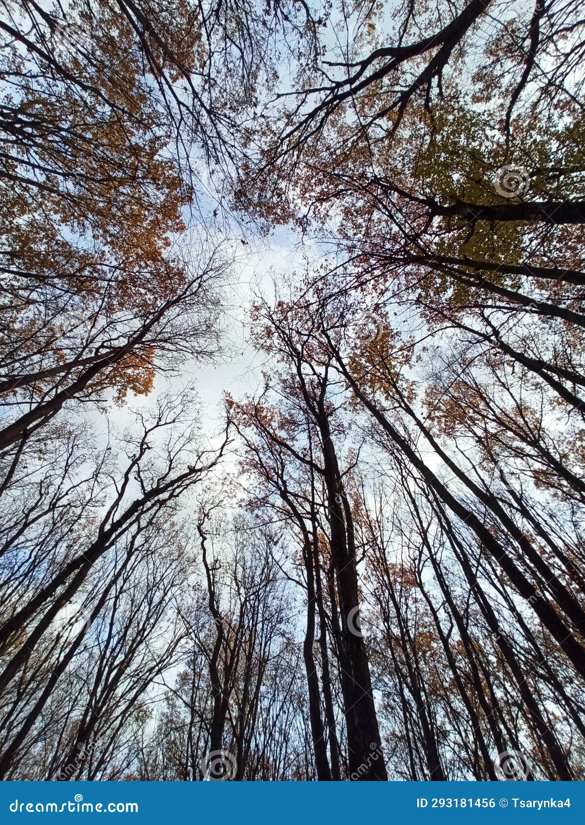 Autumn, Half Bare Trees, Orange Leaves, Sky Stock Photo - Image of ...